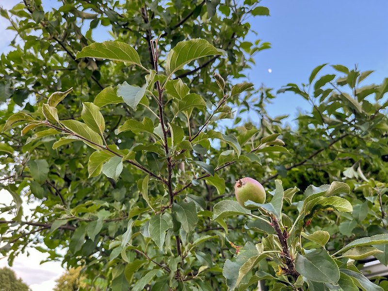 Apple tree (Gala?)