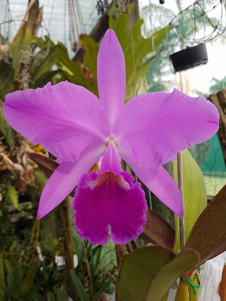 Cattleya labiata, Lindl. 1824 (Kew)