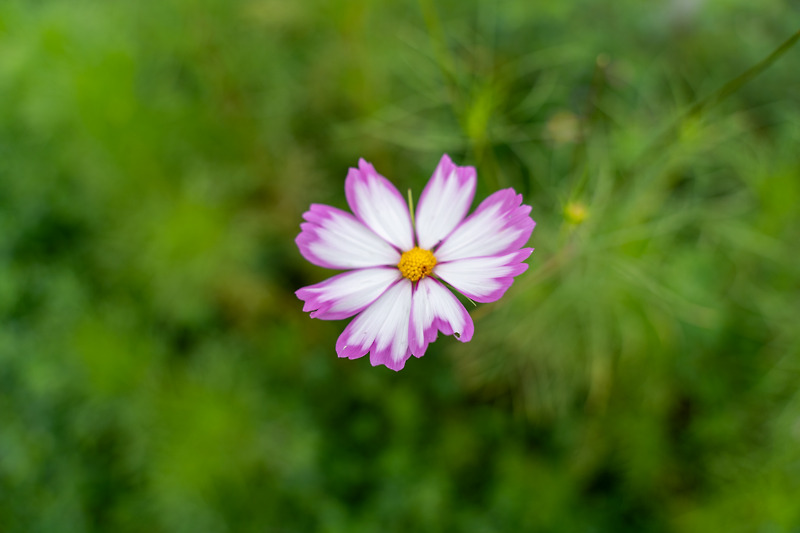 소니 A7C - 시그마 24-70A 영흥 수목원