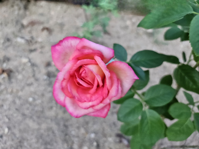 안양천에 핀 장미