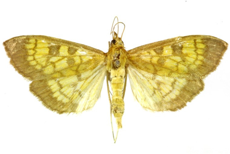 [곤충도감] 뒤흰들명나방