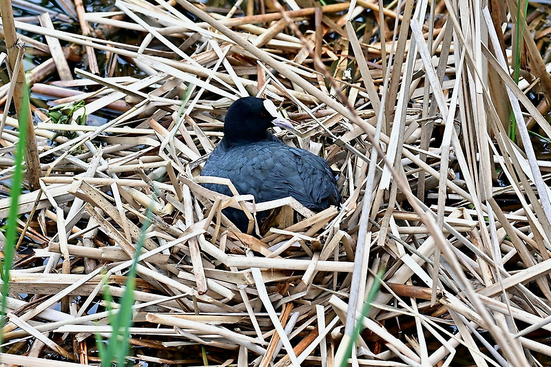 Female Coot's Incubation