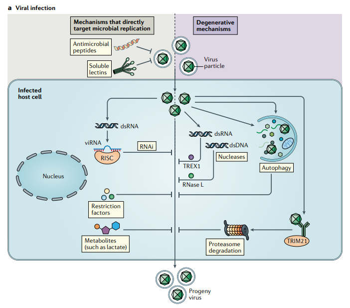 Constitutive immune mechanisms: mediators of host defence and immune ...
