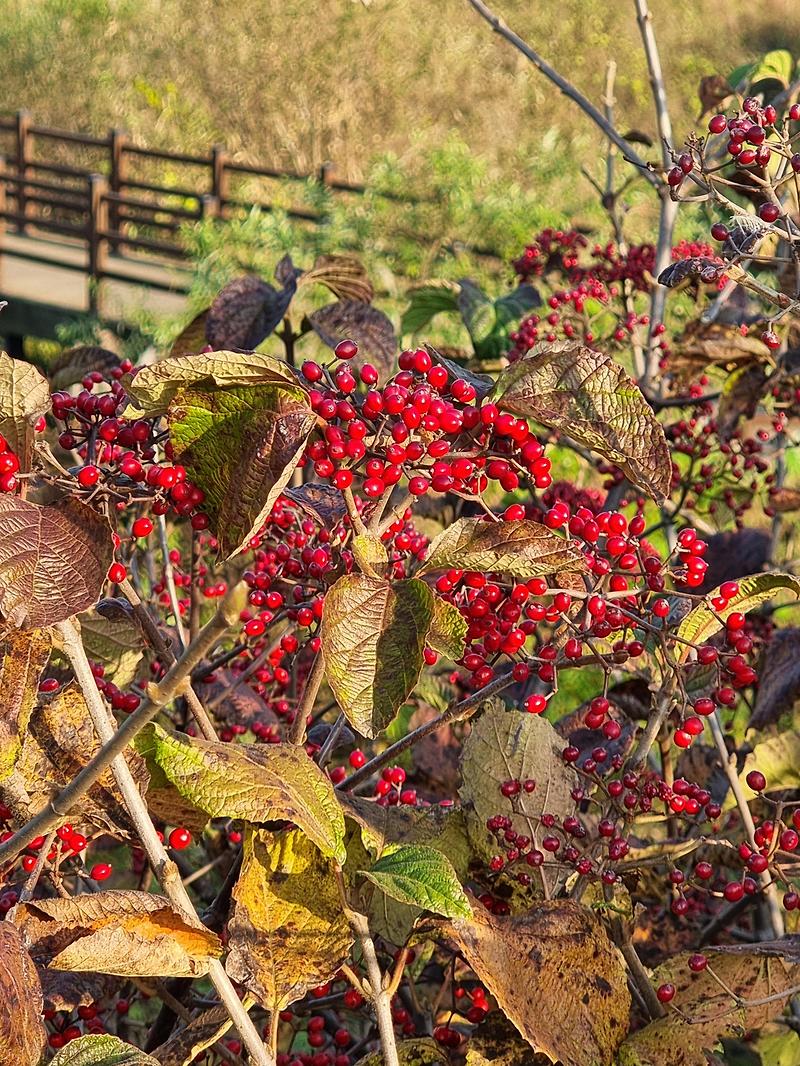가막살나무(20241031)