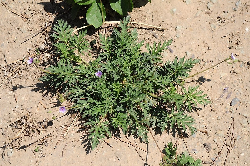 Erodium stephanianum Willd. 제라늄