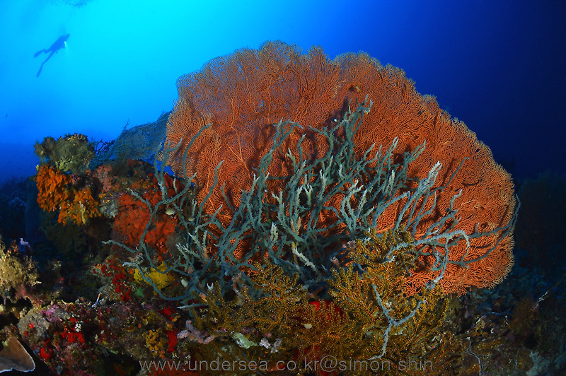 Same seafan, different angle