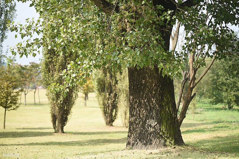 미루나무 / Populus deltoides Marsh.