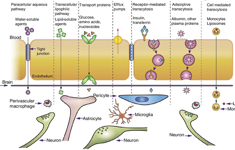 Transcytosis 와 endocytosis