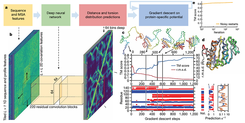 AlphaFold - Improved protein structure prediction using potentials from deep learning 1 [성능 ...