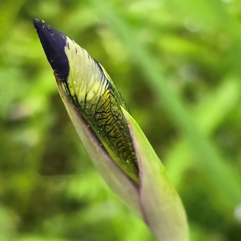 [20250515]안양박물관 뜨락에서 똑딱이가 만난 야생화
