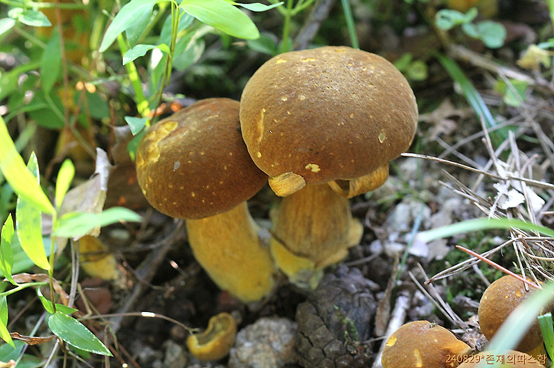 수원그물버섯 Boletus auripes