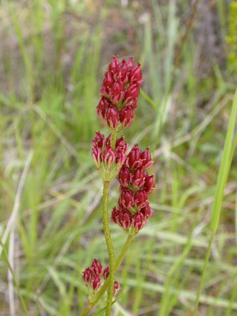 Triantha glutinosa (20240724)