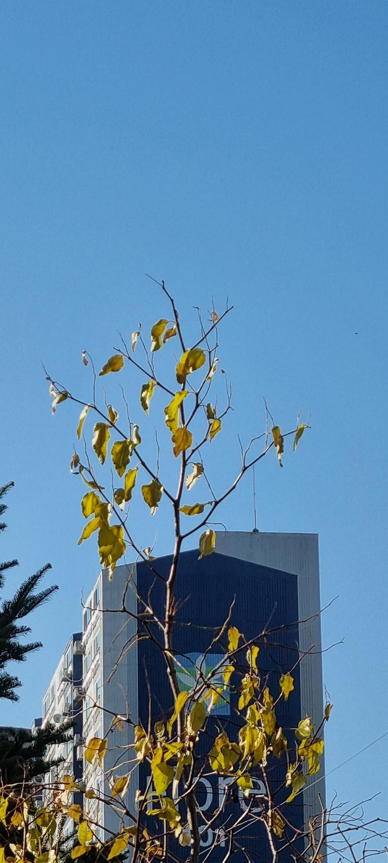 고운 잎새 한잎을 놓치고