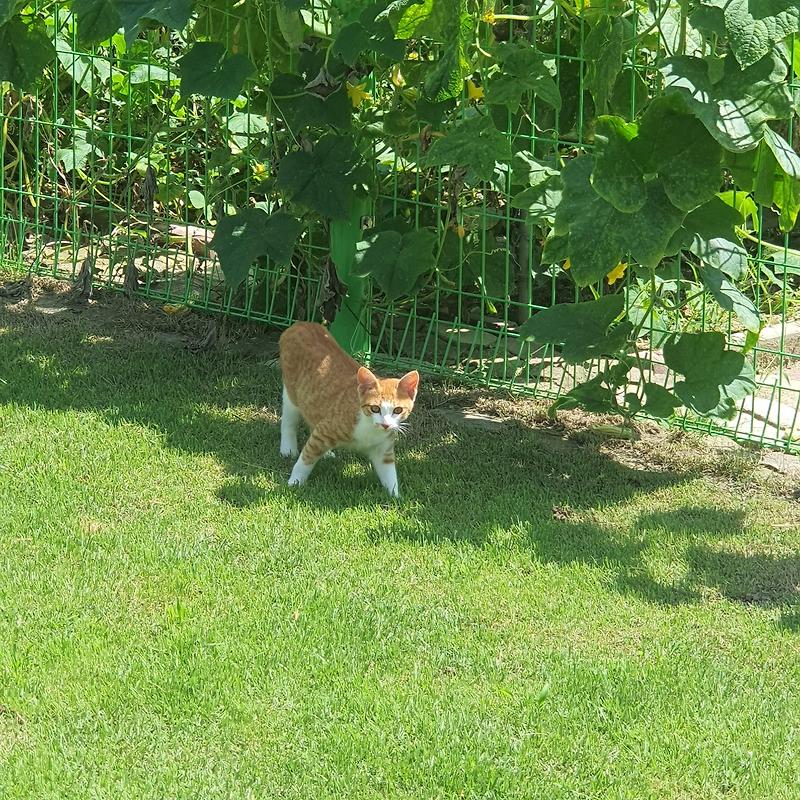 [Spring Boot] MyBatis Bean 주입 오류 available: expected at least 1 bean which qualifies as autowire ...