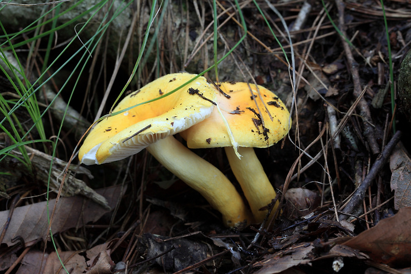 [버섯도감] 노랑무당버섯