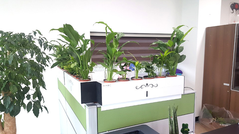 사무실에서 공간 활용하기 좋은 흰색 파티션화분으로 실내공기정화식물 키우기