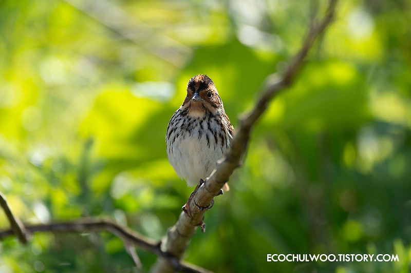 쇠붉은뺨멧새 Emberiza pusilla