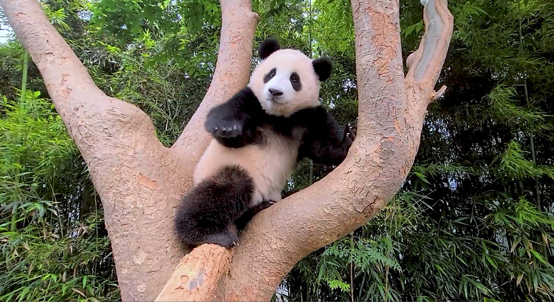 #푸바오 의 슬기로운 추석 보내기! | 에버랜드 판다월드 (Baby Panda 'FuBao') [판다다이어리]