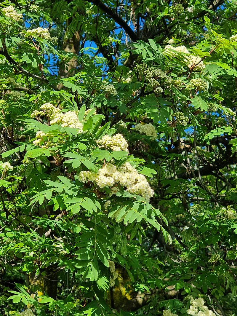 Sorbus aucuparia (20231027)