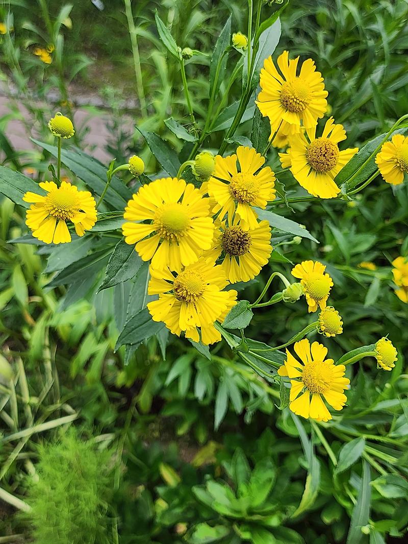 Helenium autumnale