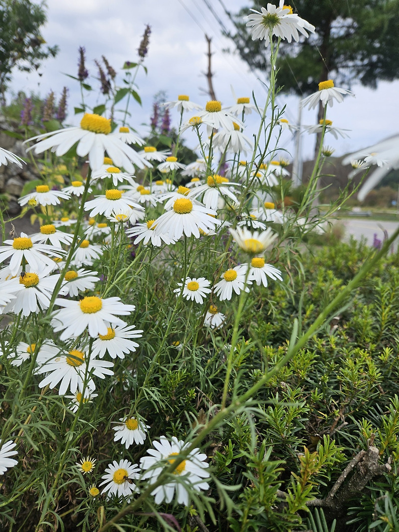 [아침을 여는 음악]10월 11일(금) - 오늘 중양절(重陽節)