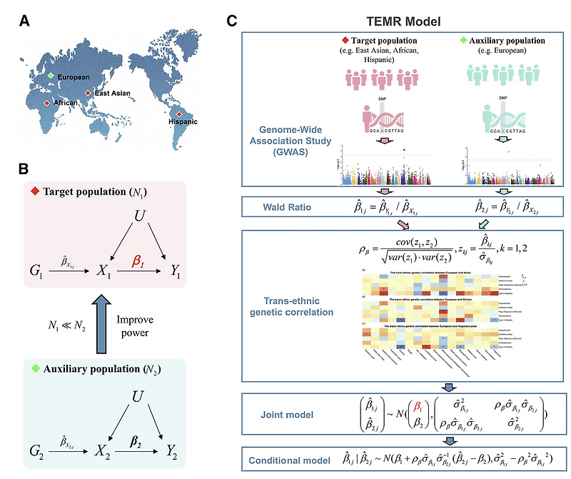 TEMR: Trans-ethnic mendelian randomization method using large-scale GWAS summary datasets, AJHG ...