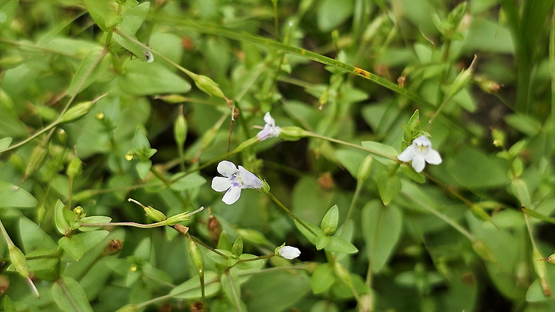 가는미국외풀(현삼과 밭둑외풀속) Lindernia dubia (L.) Pennell. var. anagallidea (Michx ...