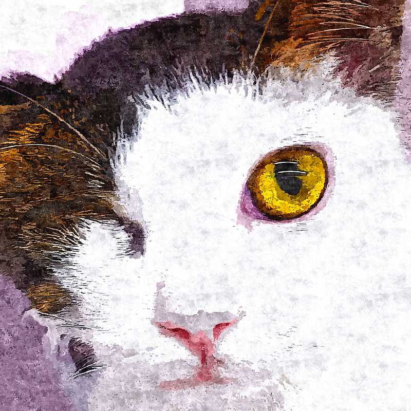 cat's name is 'Heedong'