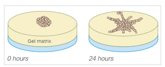 sprouting assay 실험 기록