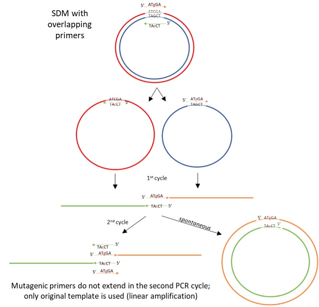 Site-Directed Mutagenesis를 만드는 간단한 방법