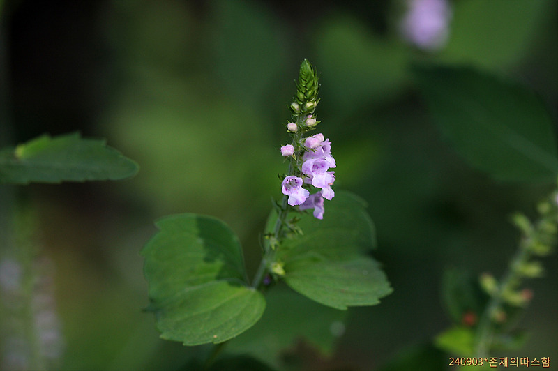 들깨풀 Mosla scabra(Mosla punctulata)