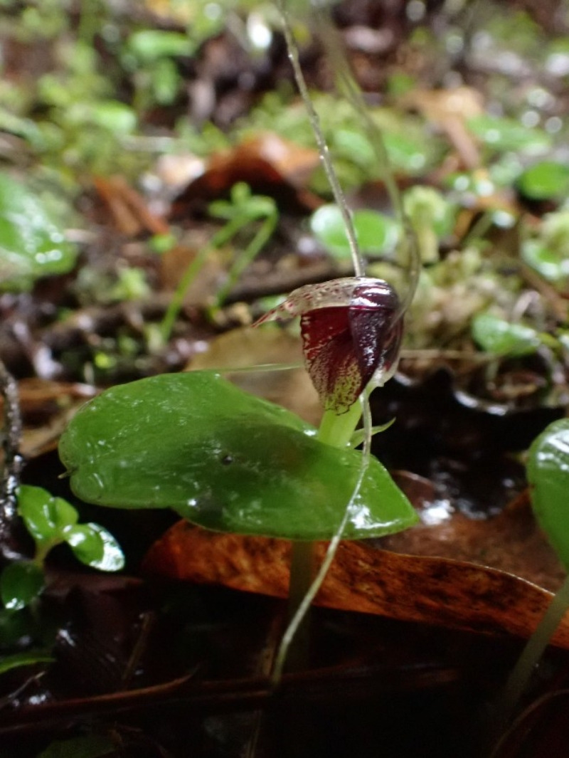 Corybas hatchii Lehnebach 뉴질랜드 야생화
