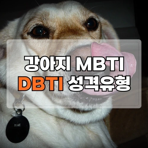 DBTI 강아지 MBTI 16가지 성격 유형 정리 사이트 바로가기