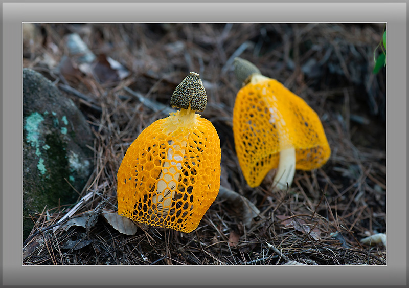 뜬금없는 노랑망태 버섯의 개화...1