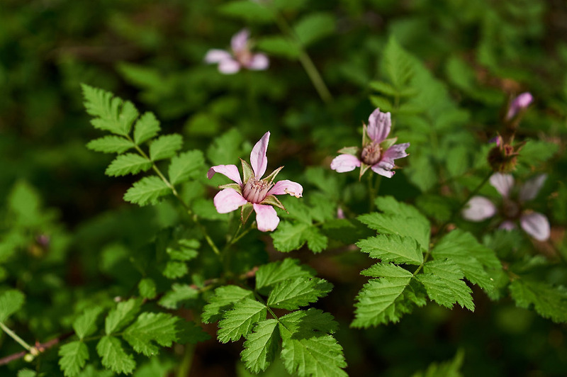 줄딸기 / Korean creeping raspberry