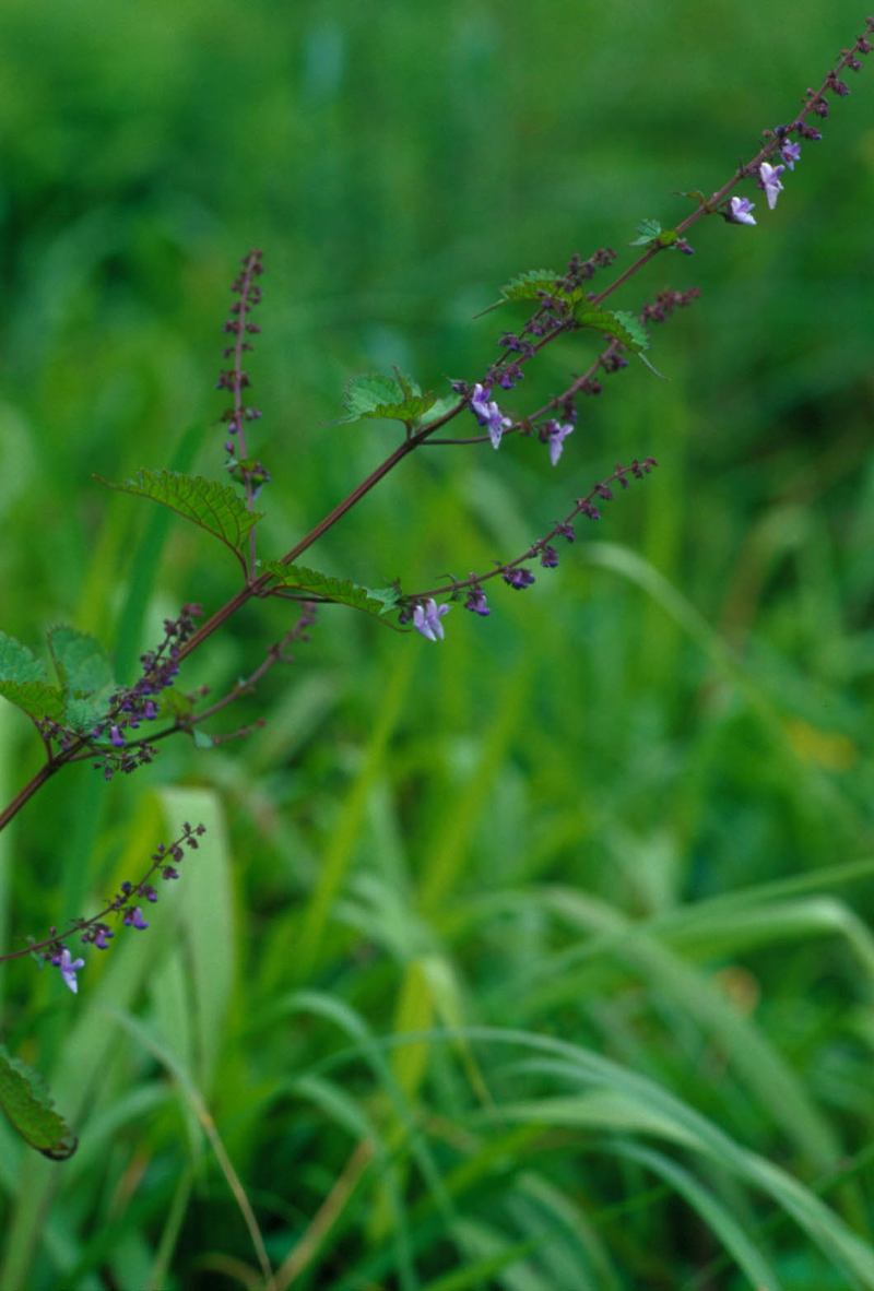 오리방풀(학명 : Isodon excisus (Maxim.) Kudo)