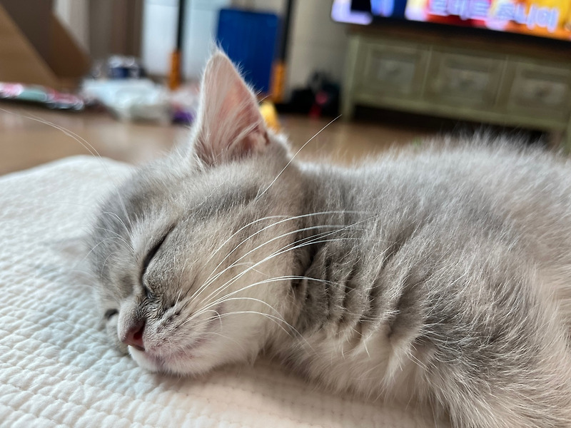 [논문 리뷰] Insight-V: Exploring Long-Chain Visual Reasoning with Multimodal Large Language Models