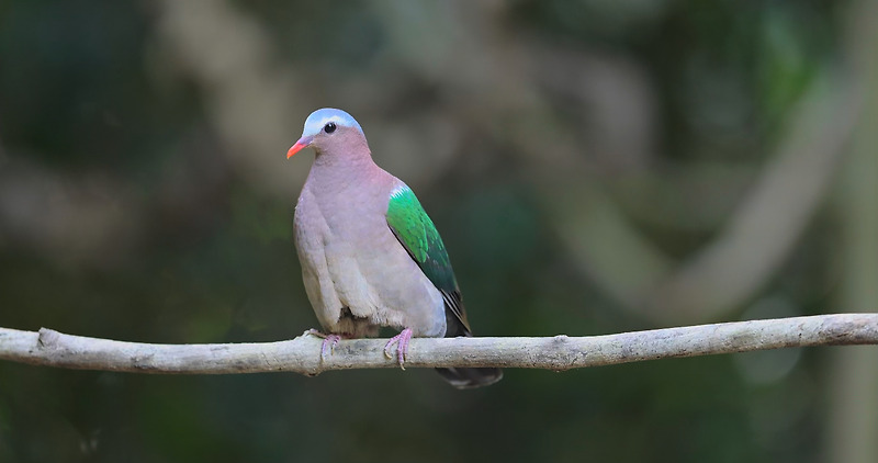 Asian emerald Dove