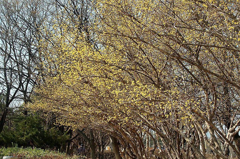한강 봄 소식(25. 3.19)