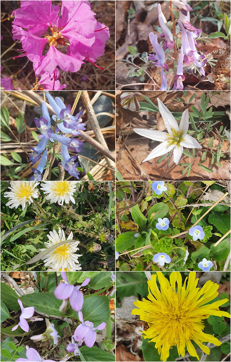 낭도의 새봄 나들이