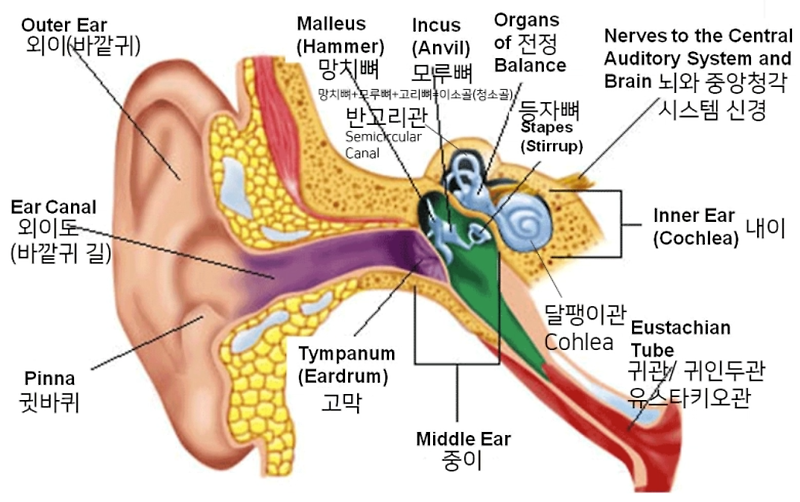 감각계통, 청각과 평형각(Auditory and equilibrium sense) [해부학]