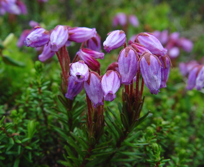 Phyllodoce caerulea L