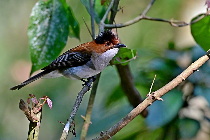 栗背短脚鹎[ lìbēiduǎnjiǎobēi ] chestnut bulbul