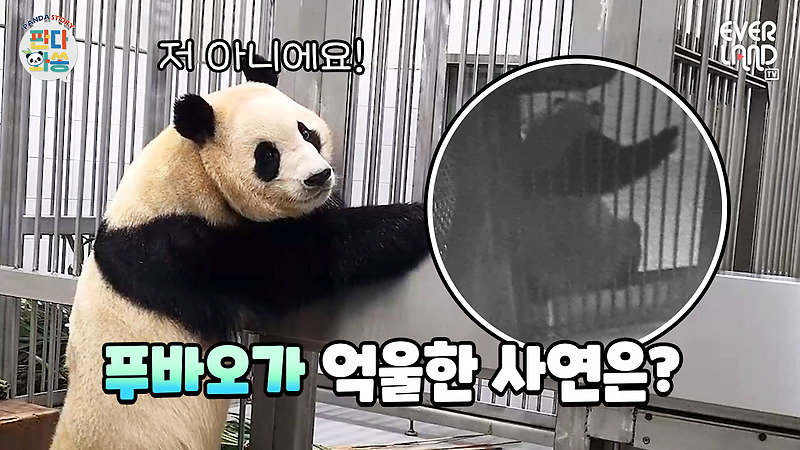 판다와쏭 단독입수 고구마 장인 푸바오 현장검거 