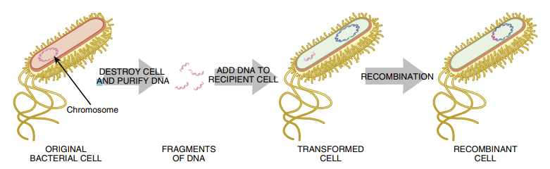 Recombinant DNA Technology - GETTING CLONED GENES INTO BACTERIA BY ...
