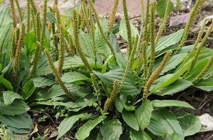 차전자피: 장 건강을 위한 천연 슈퍼푸드