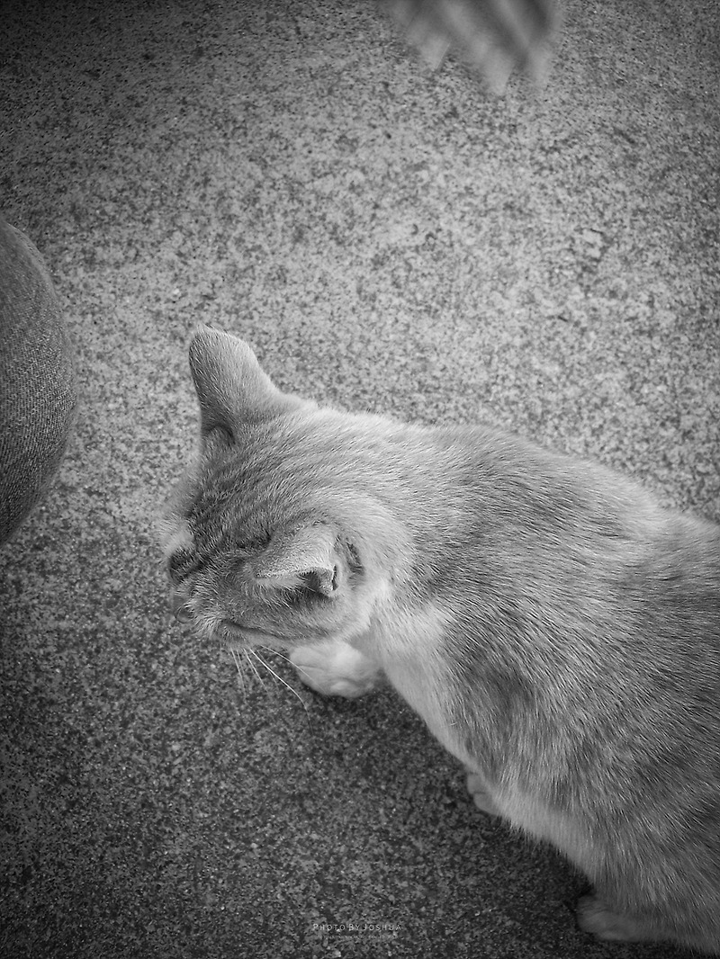 [Kodak C713] 하동 최참판댁냥 :: 이글링 블로깅