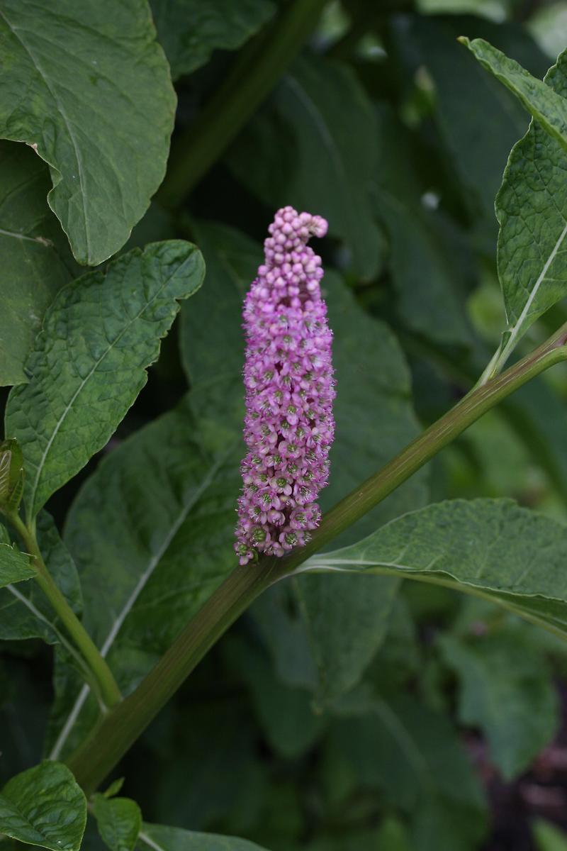 Phytolacca polyandra (20120622)