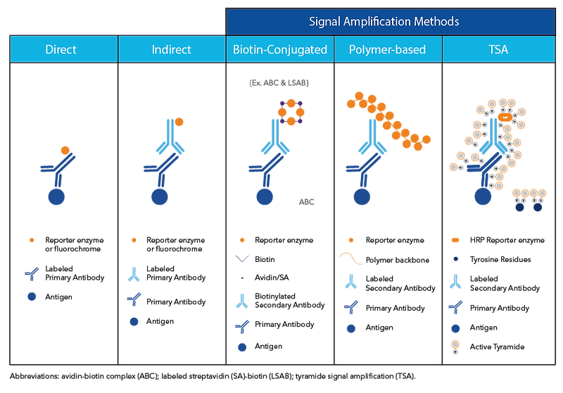 [ELISA] Biotin을 이용한 signal 증폭 (Biotin Signal Amplification)