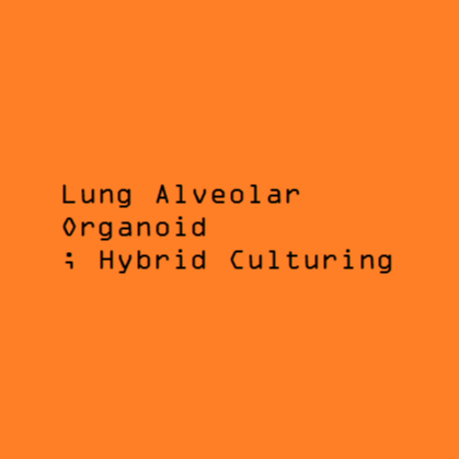 [23-2 KIST Europe] Lung Alveolar Organoid with Hybrid Culturing